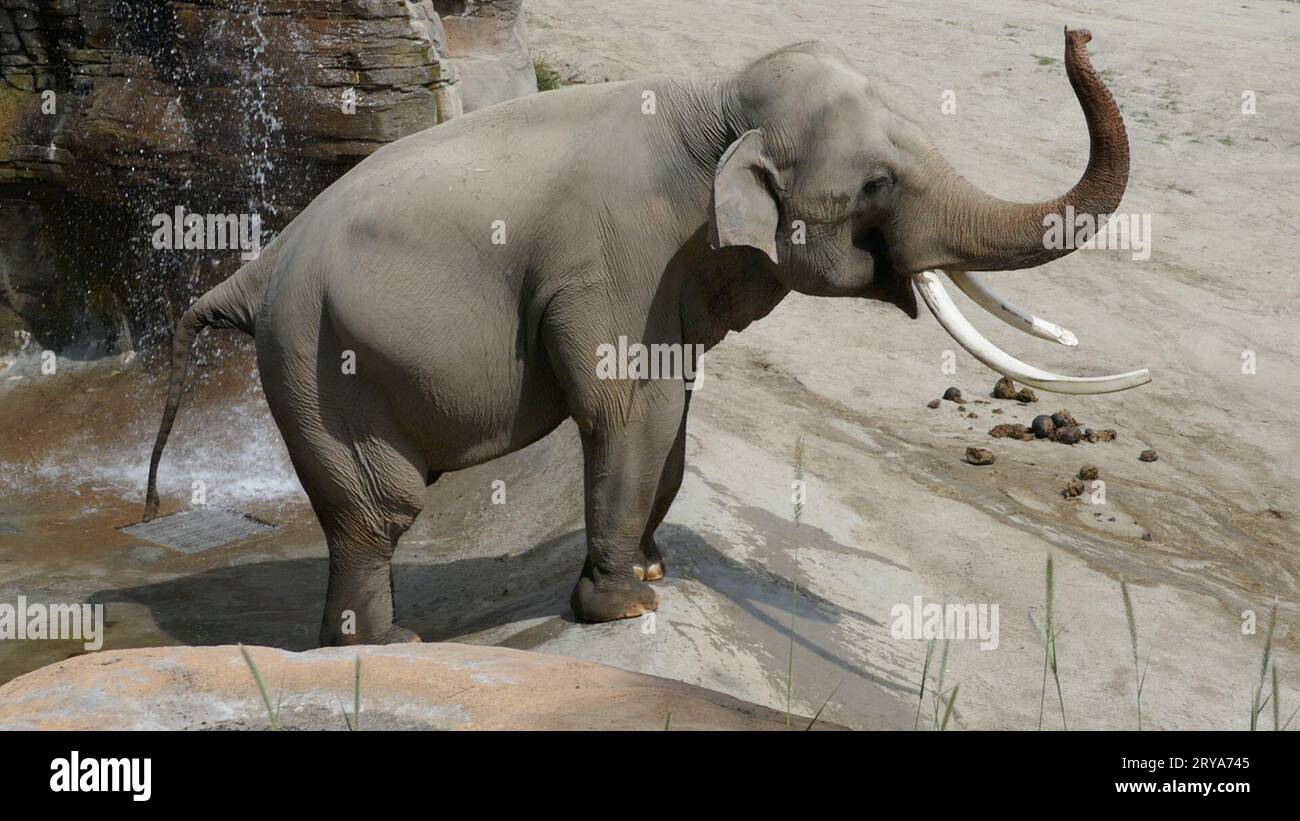 Los Angeles, California, USA 27th September 2023 Asian Elephant Billy ...