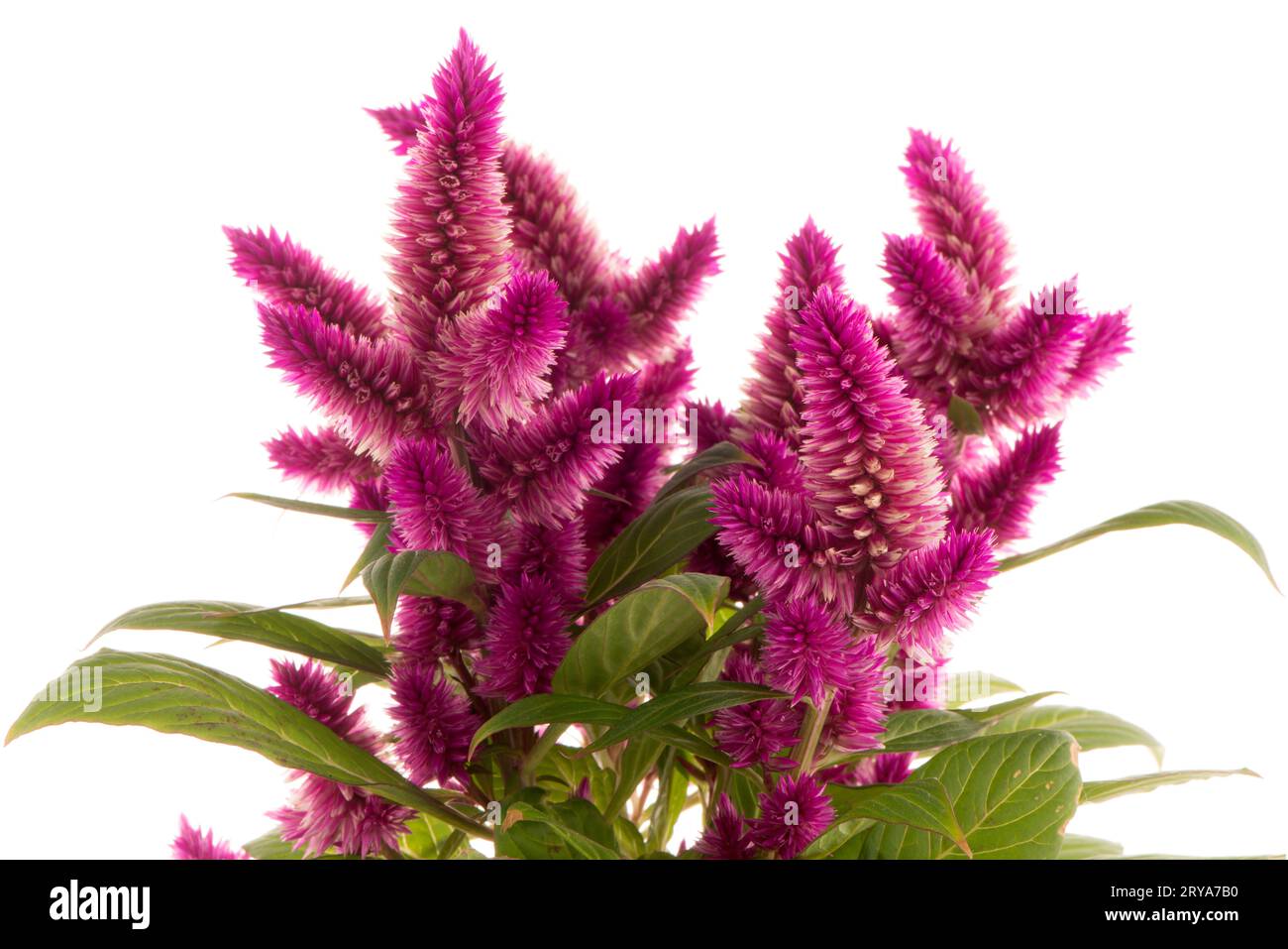 Cockscomb celosia spicata plant Stock Photo - Alamy