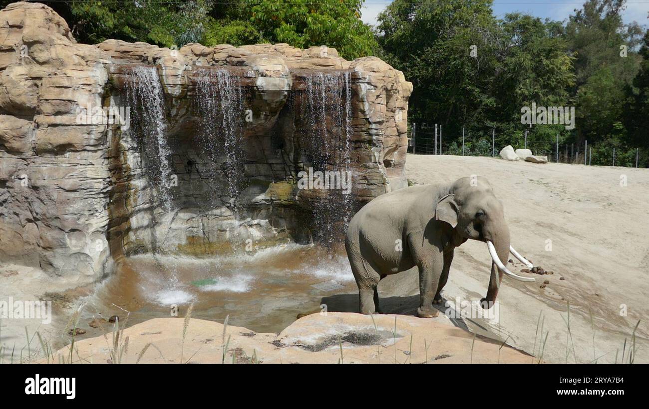 Los Angeles, California, USA 27th September 2023 Asian Elephant Billy ...