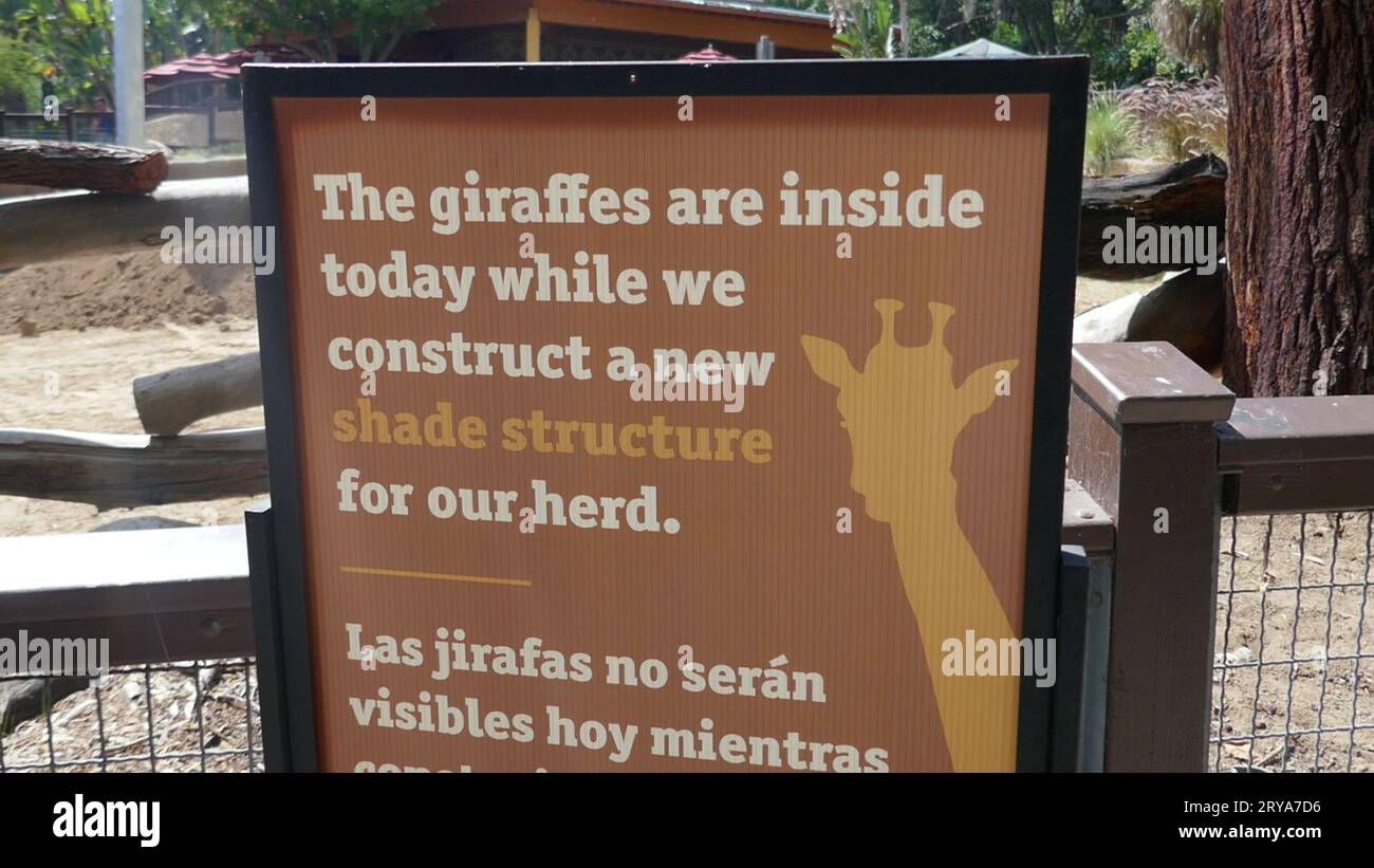 Los Angeles, California, USA 27th September 2023 Maasai Giraffe ...