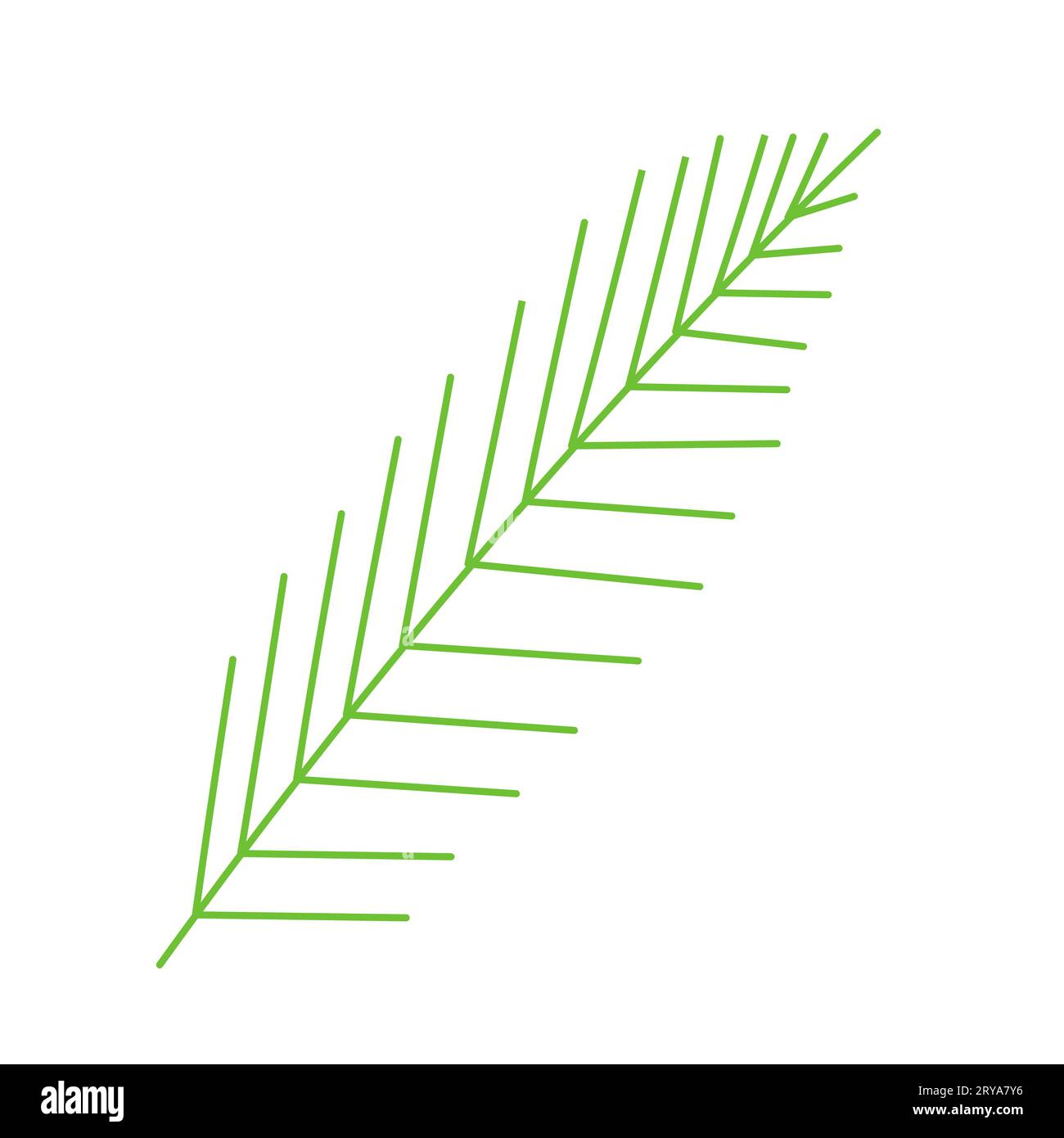 Conifer tree needles Stock Vector Images - Alamy