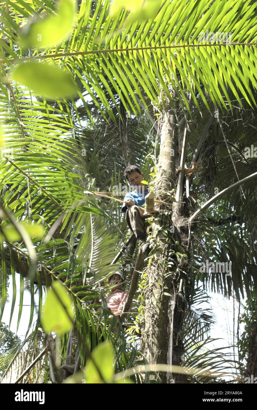 A ranger works as he is building a tree platform for wildlife ...
