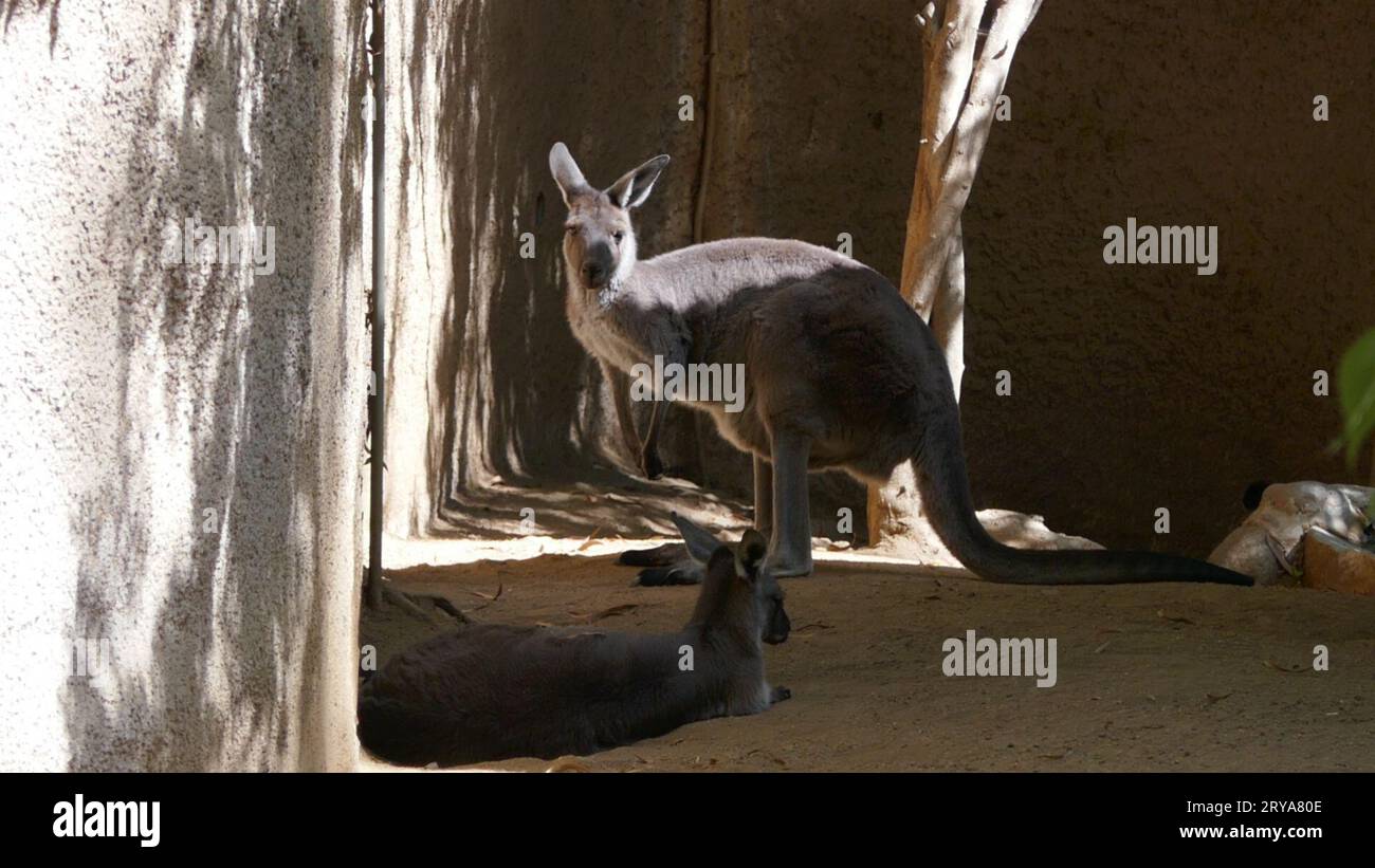 Los Angeles, California, USA 27th September 2023 Kangaroos at LA Zoo on ...