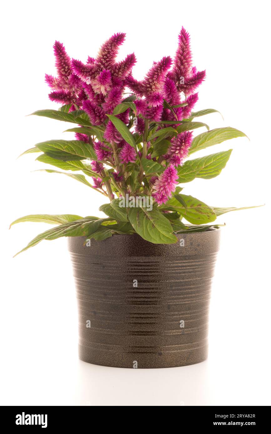 Cockscomb celosia spicata plant Stock Photo - Alamy