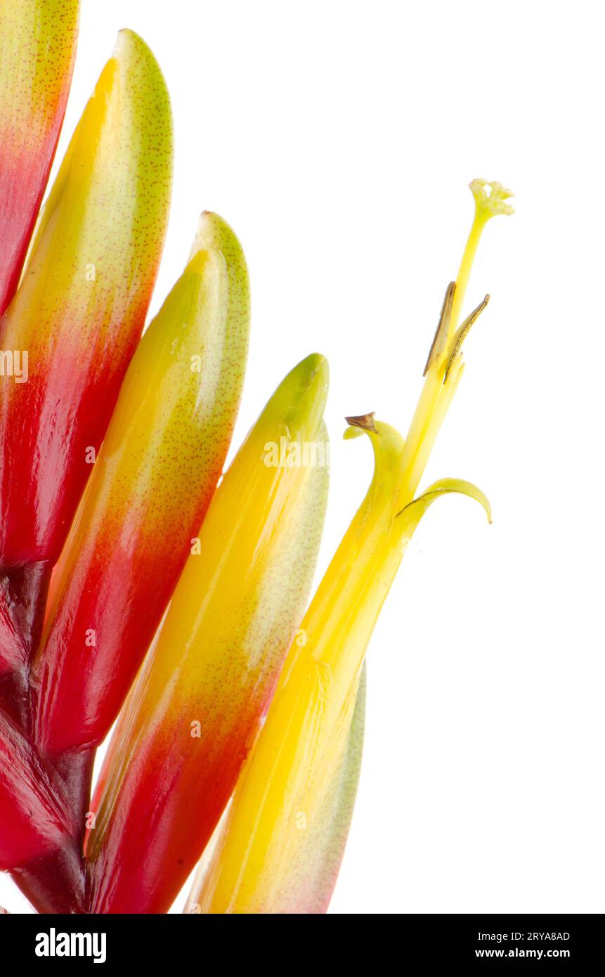 Vriesea flower hi-res stock photography and images - Alamy