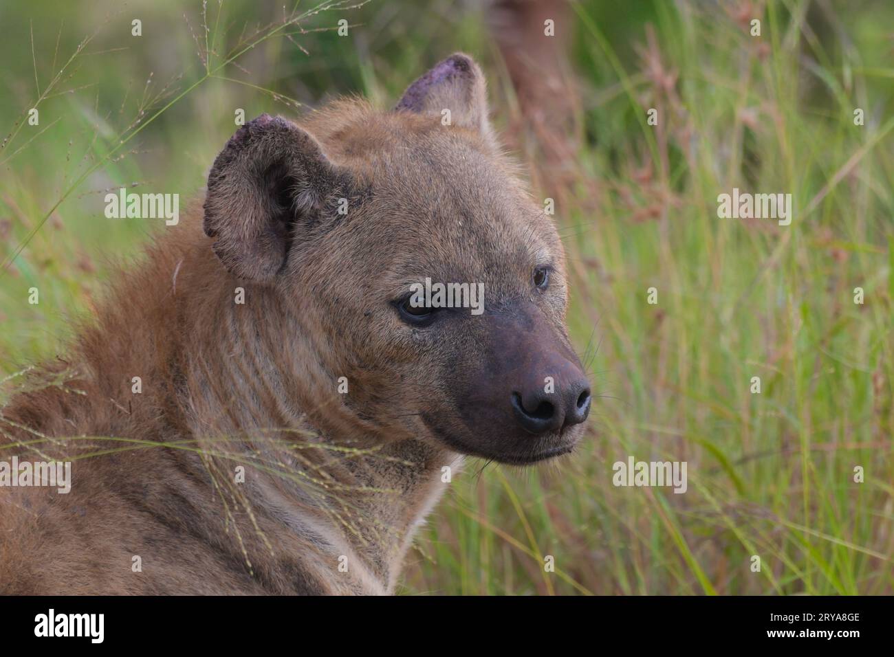 Spotted hyena side portrait in Kruger national park south africa Stock ...