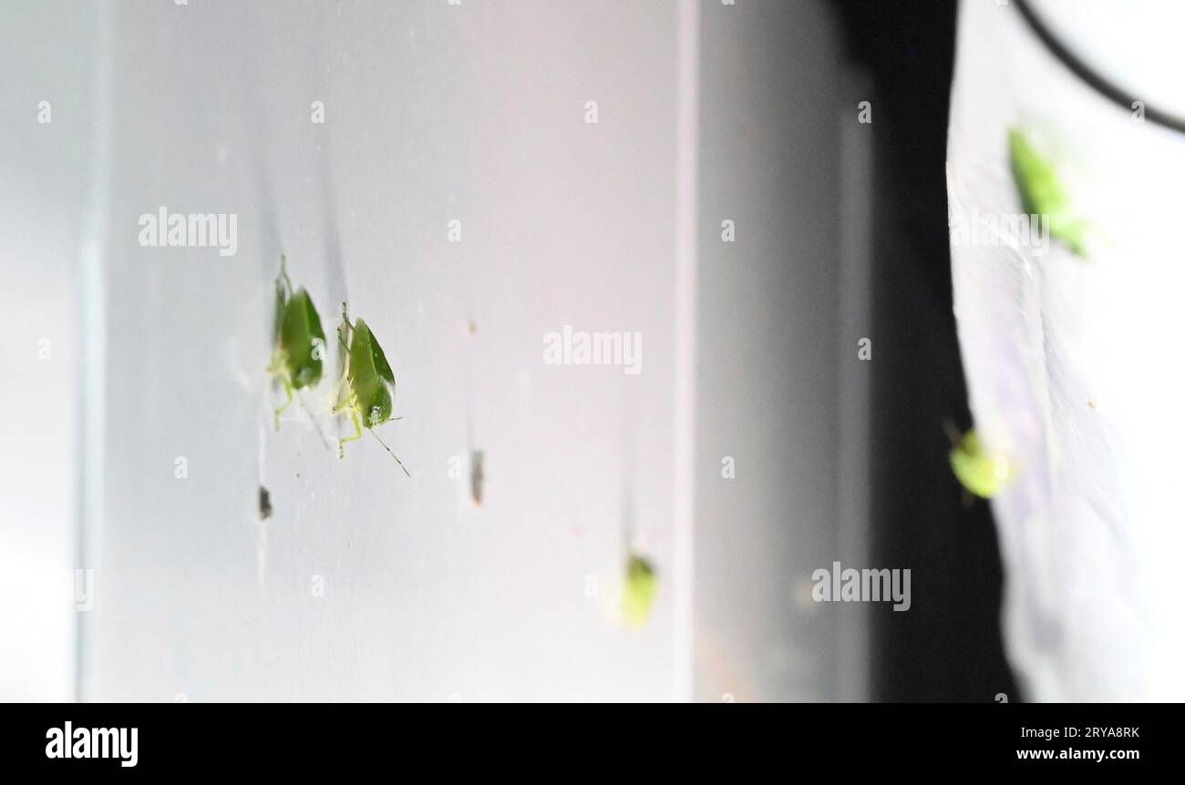 Stink bugs are pictured in Osaka City, Osaka prefecture on Sep. 29 ...