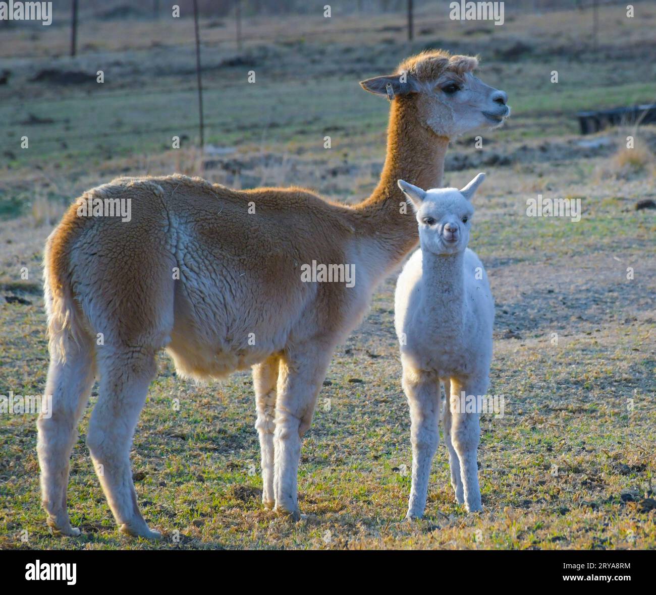 Alpaca farm animal with wool in South Africa Stock Photo - Alamy