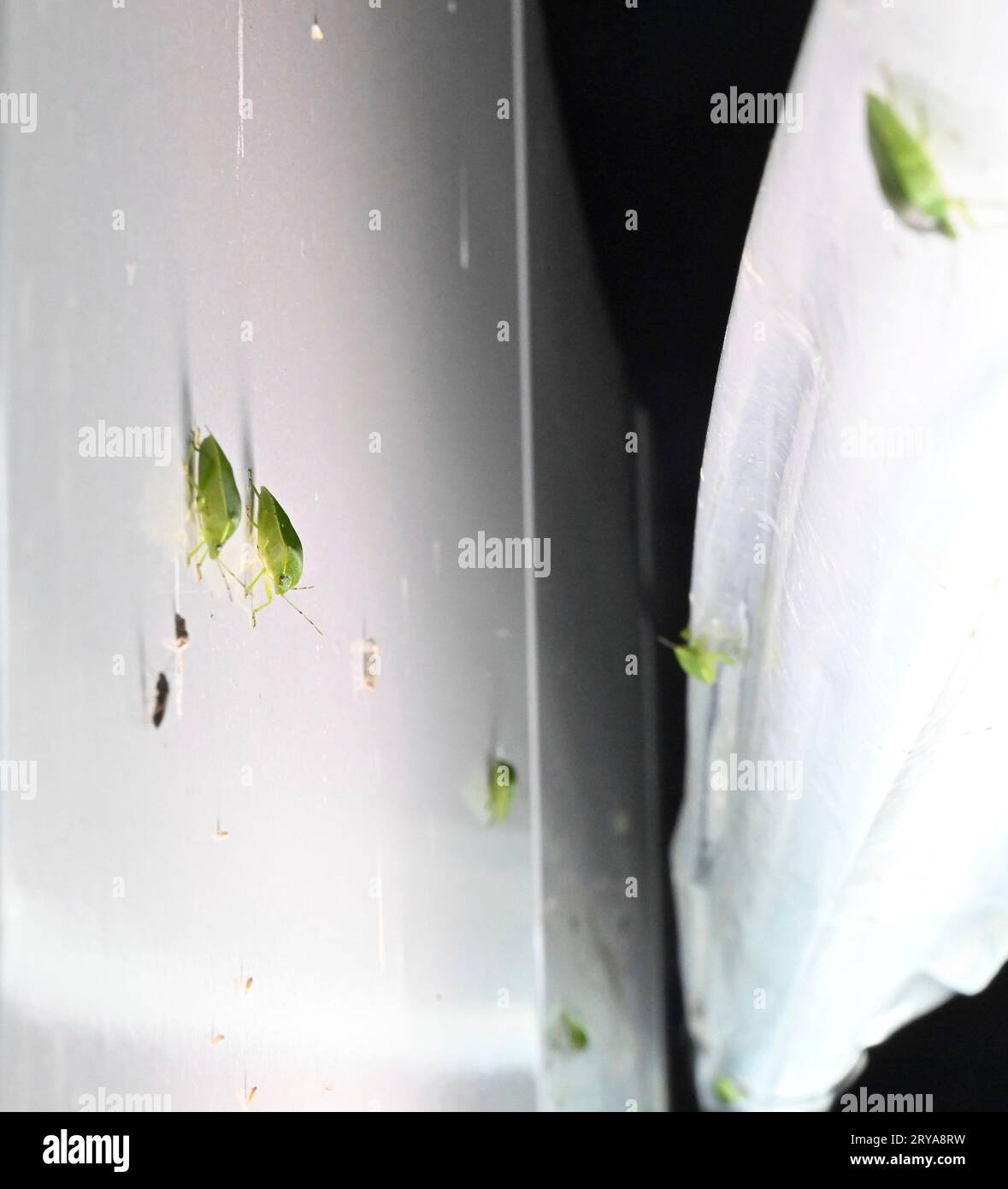 Stink bugs are pictured in Osaka City, Osaka prefecture on Sep. 29 ...