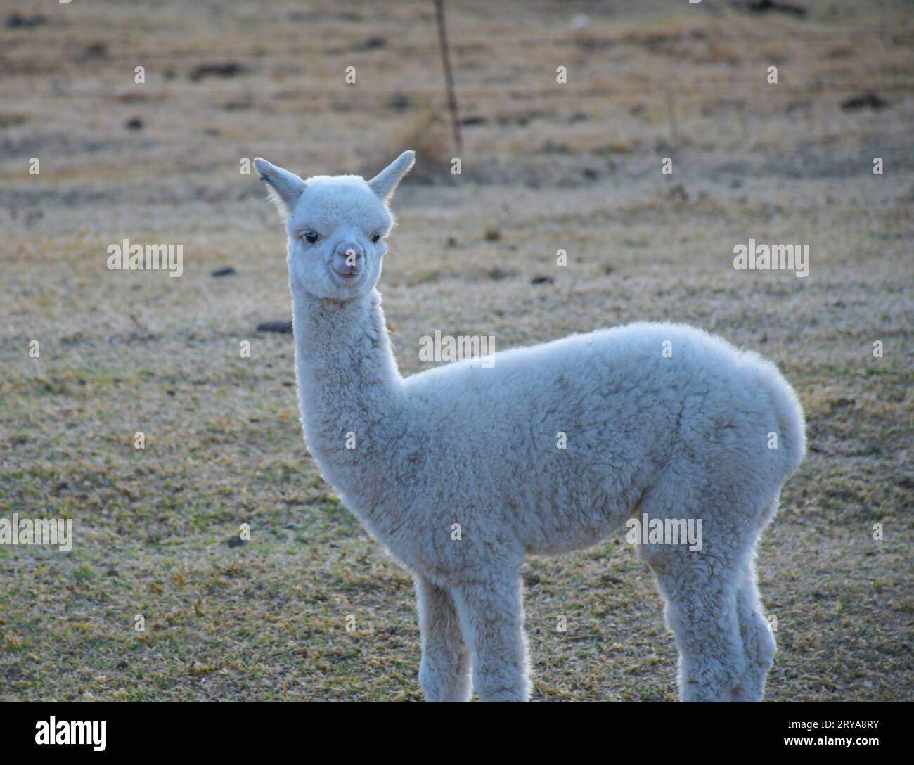 Alpaca farm animal with wool in South Africa Stock Photo - Alamy