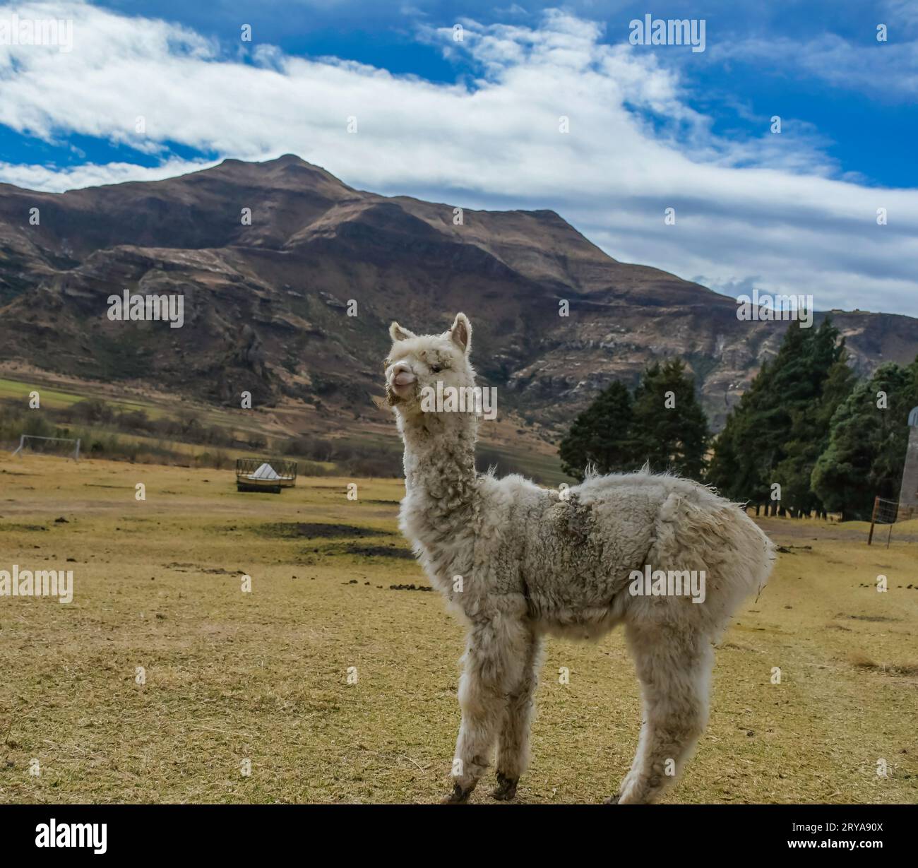 Alpaca farm animal with wool in South Africa Stock Photo - Alamy