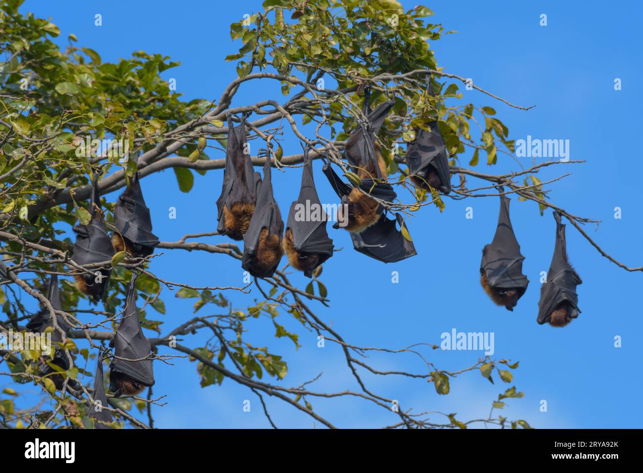 Indian flying fox (Pteropus medius) also known as the greater Indian ...