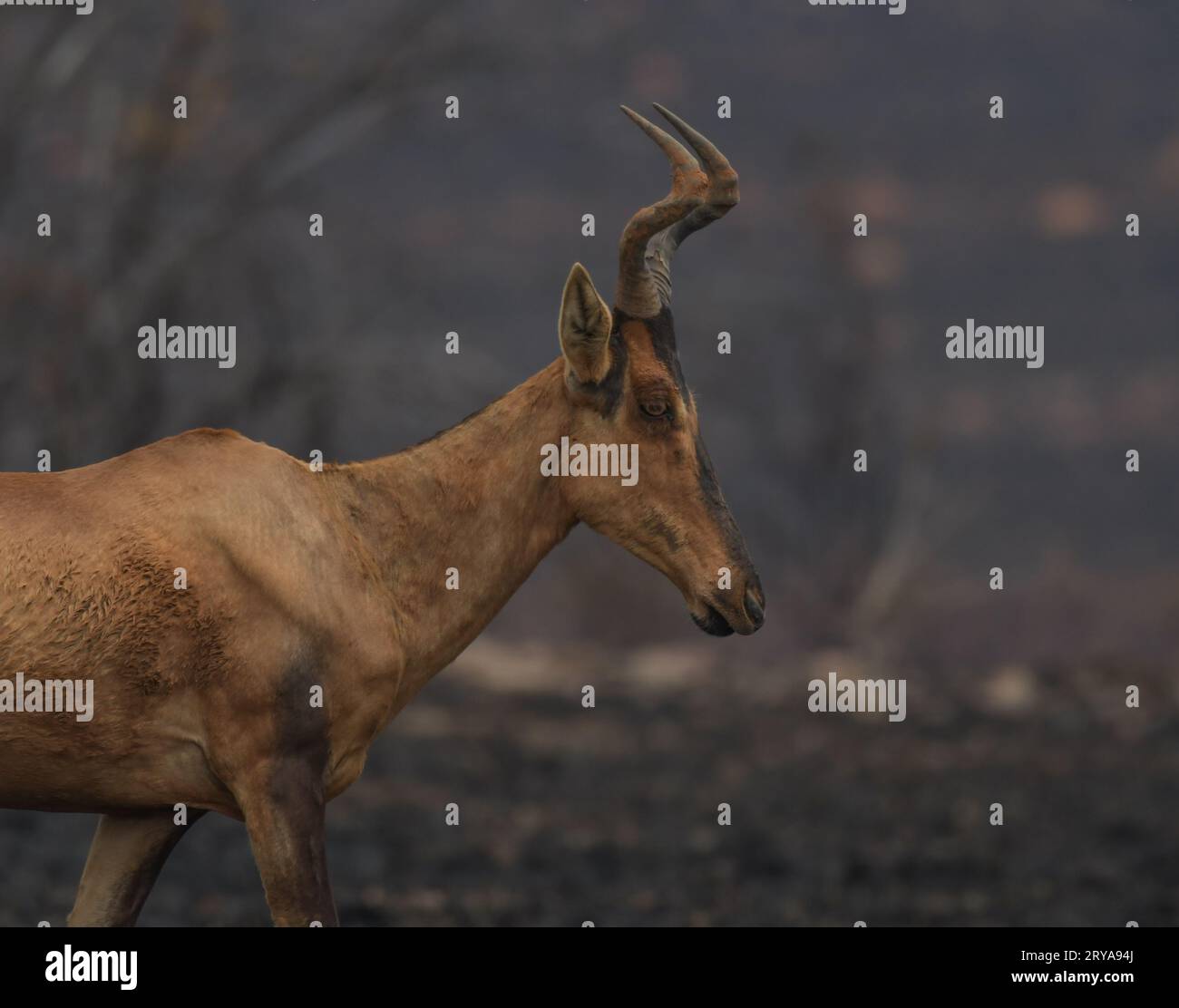 Lone Red Hartebeest walking in dry savannah environment in South Africa ...