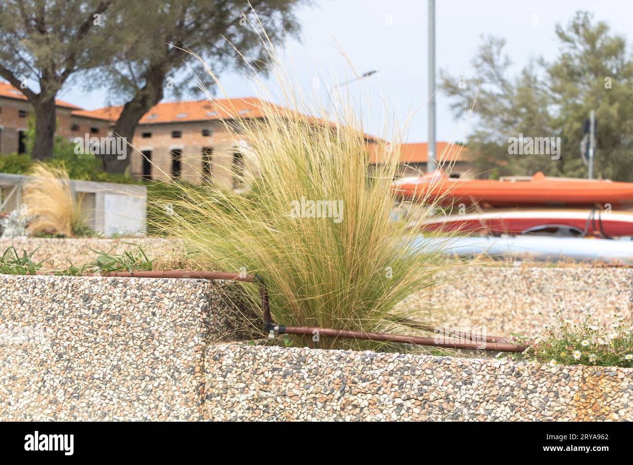 Nature's Shimmer: Pennisetum Plant's Golden Delight Stock Photo - Alamy