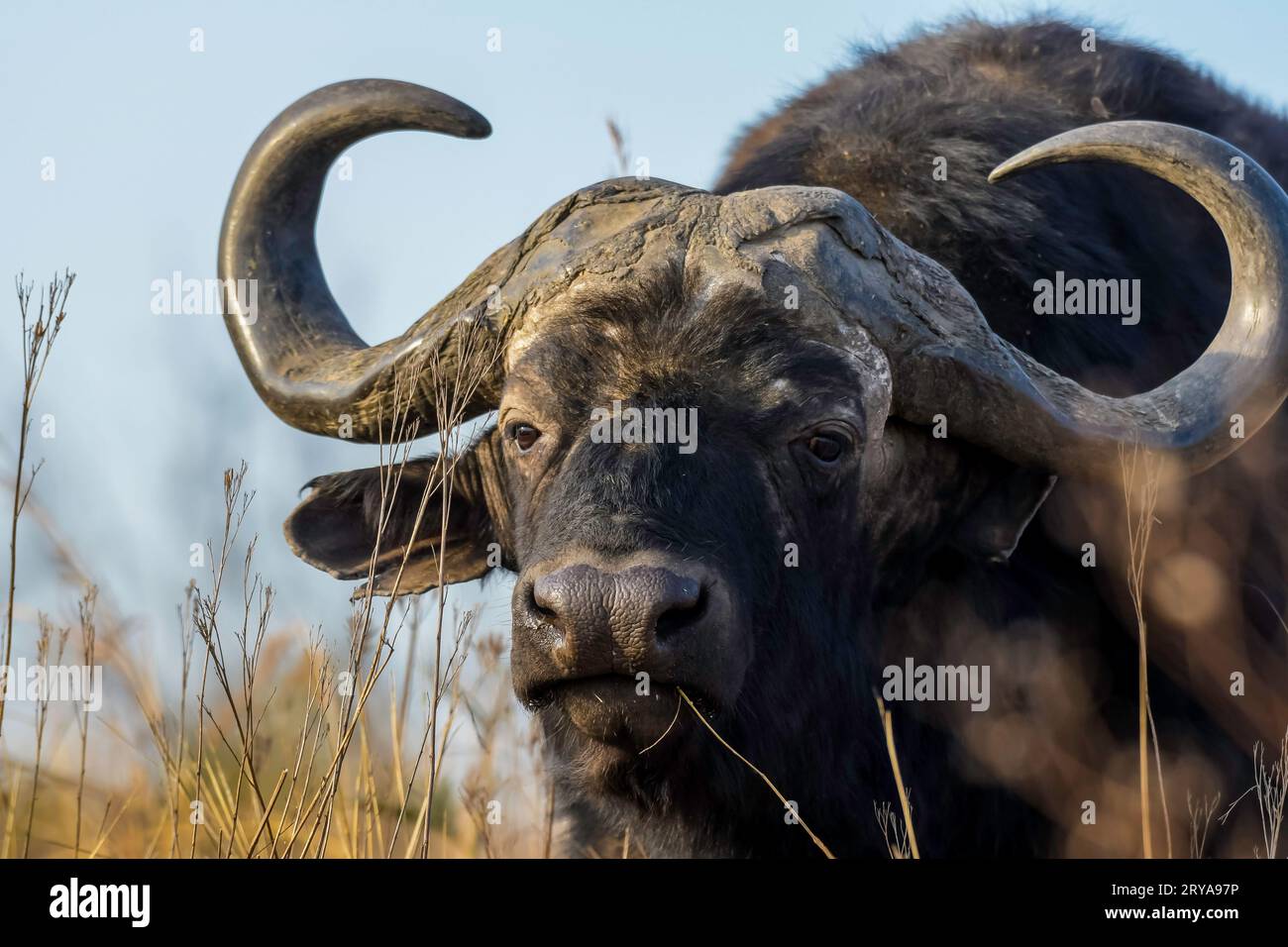 African Buffalo bull portrait with big horns in Rietvlei nature reserve ...