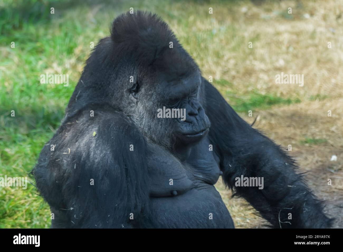 Isolated silverback mountain gorilla in zoo Stock Photo - Alamy