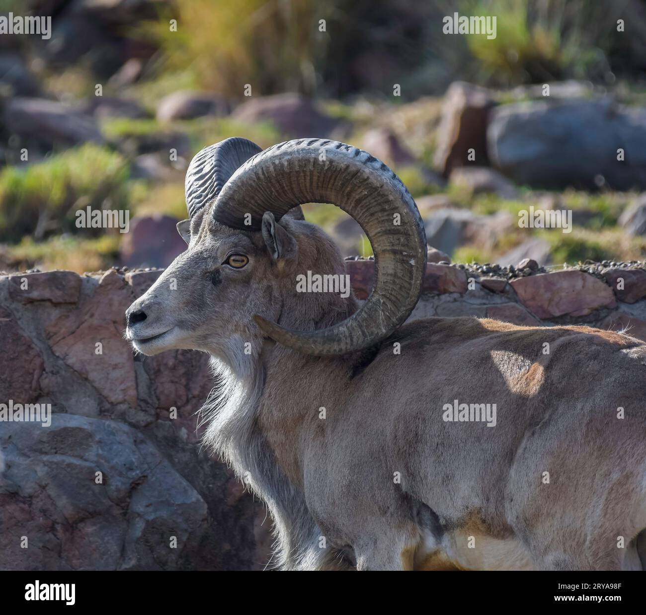 Bighorn sheeps ovis canadensis hi-res stock photography and images - Alamy