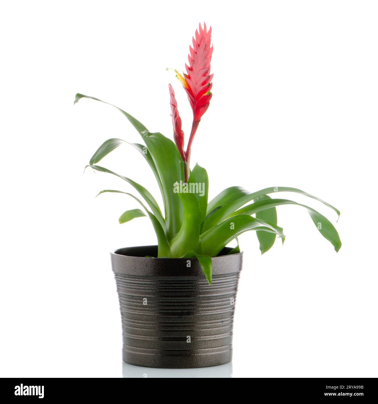 Vriesea flower hi-res stock photography and images - Alamy