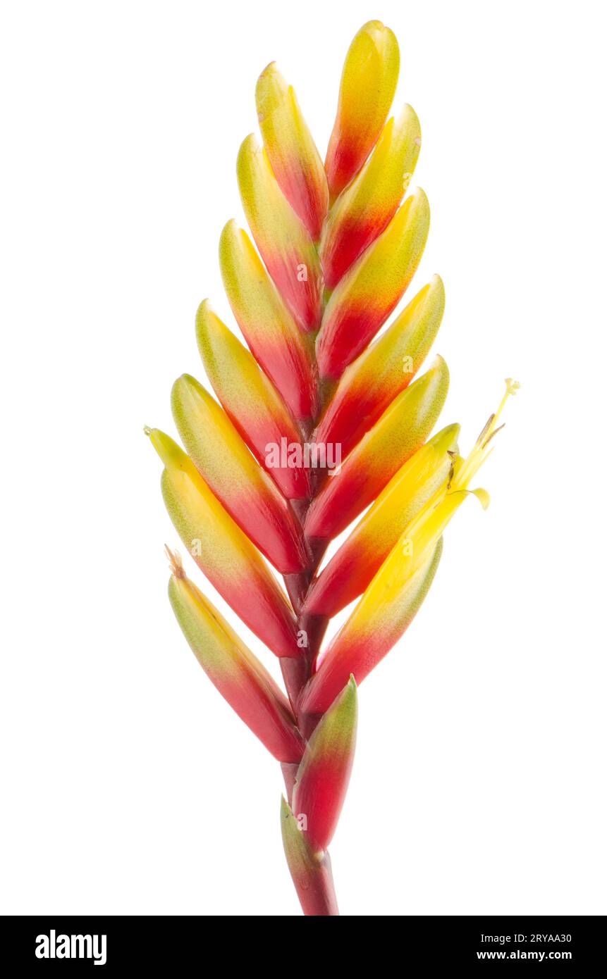 Bromelia bromelia hi-res stock photography and images - Alamy