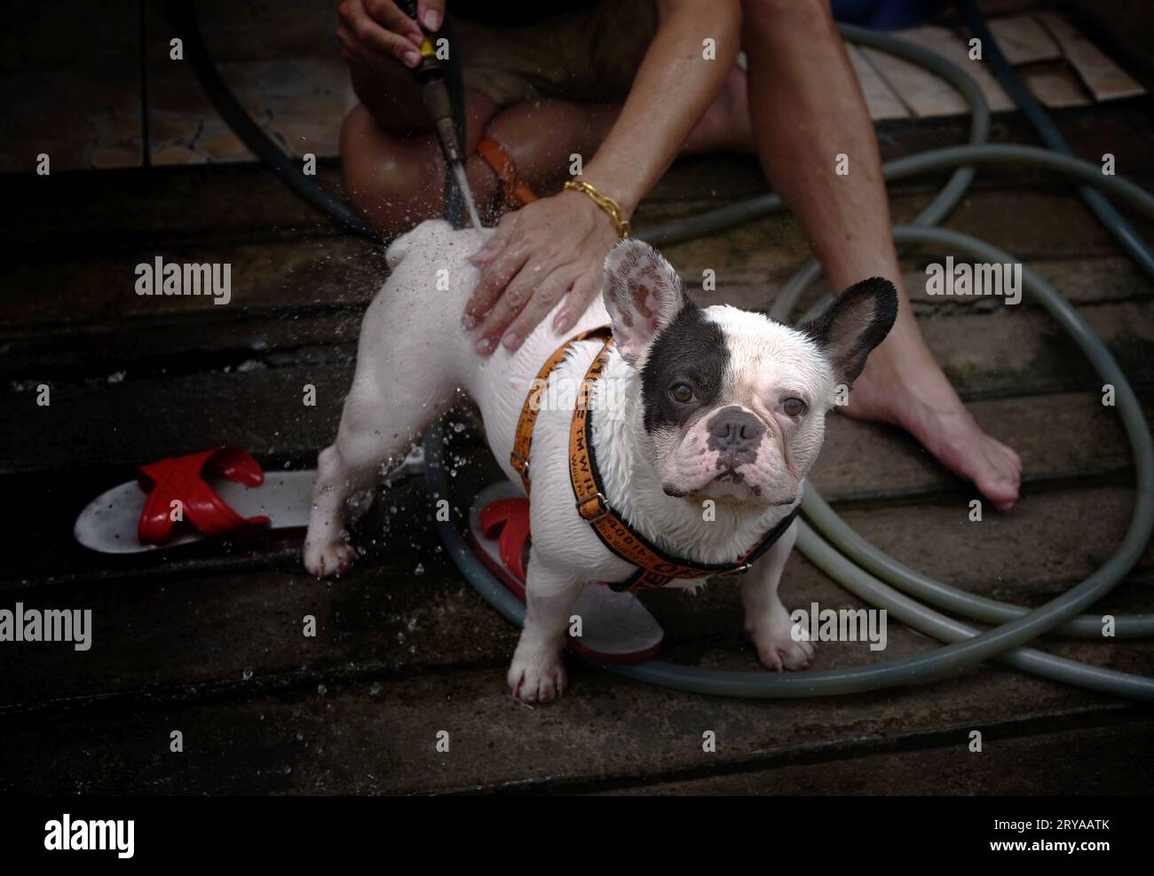 Owner with Cute french bulldog is taking a bath Stock Photo - Alamy