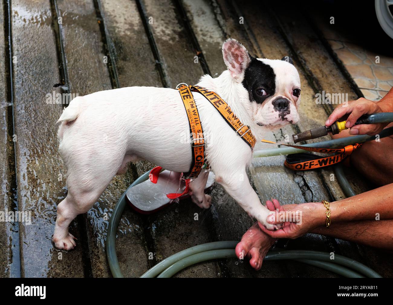 Owner with Cute french bulldog is taking a bath Stock Photo - Alamy
