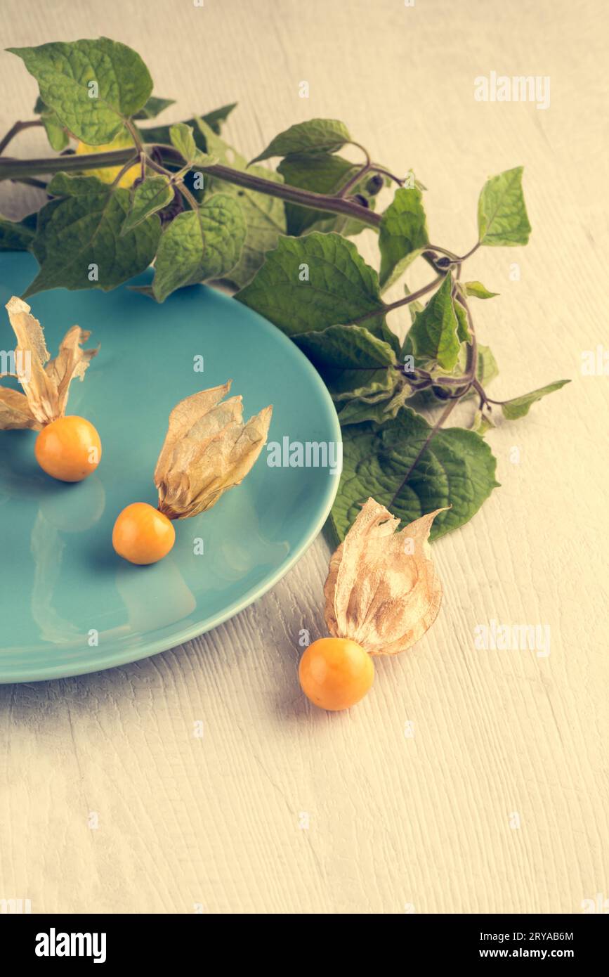 Physalis with leaves hi-res stock photography and images - Alamy