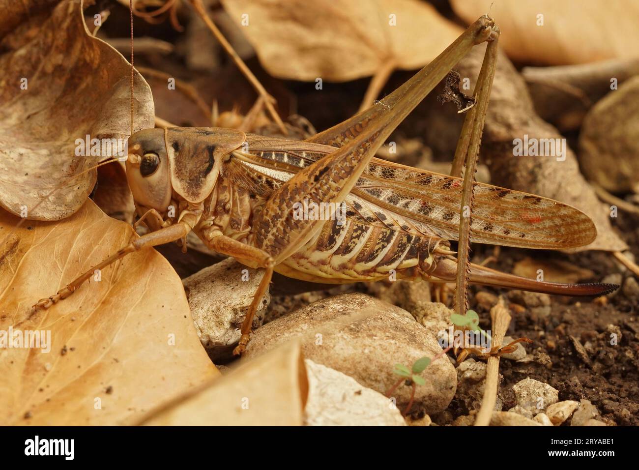 Natural closeup on a Southern wartbiter locust or White-faced Bush ...