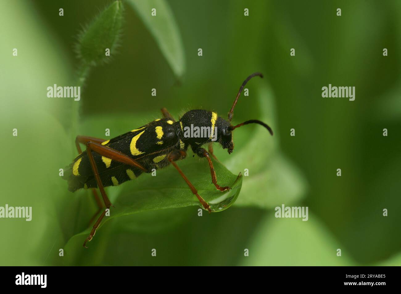 Natural closeup on a colorful harmless wasp-mimicking longhorn beetle ...