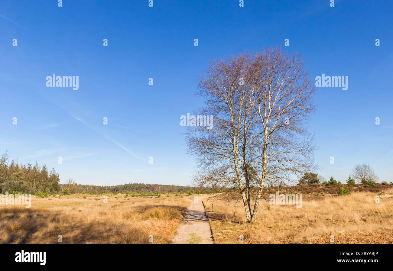 Walking path through the heather fields of Drents Friese Wold ...