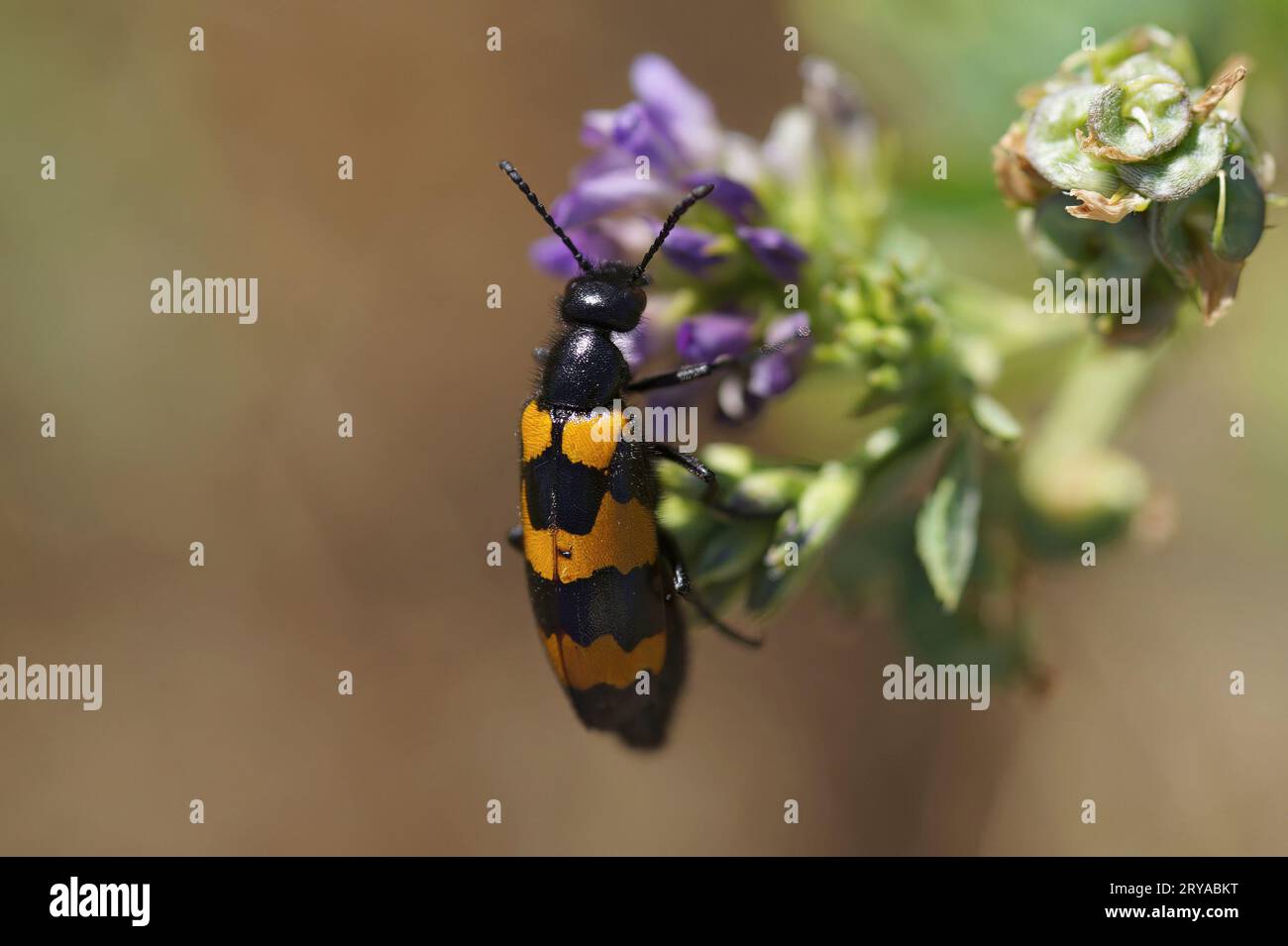 Natural vertical closeup on a colorful orange and black blister beetle ...