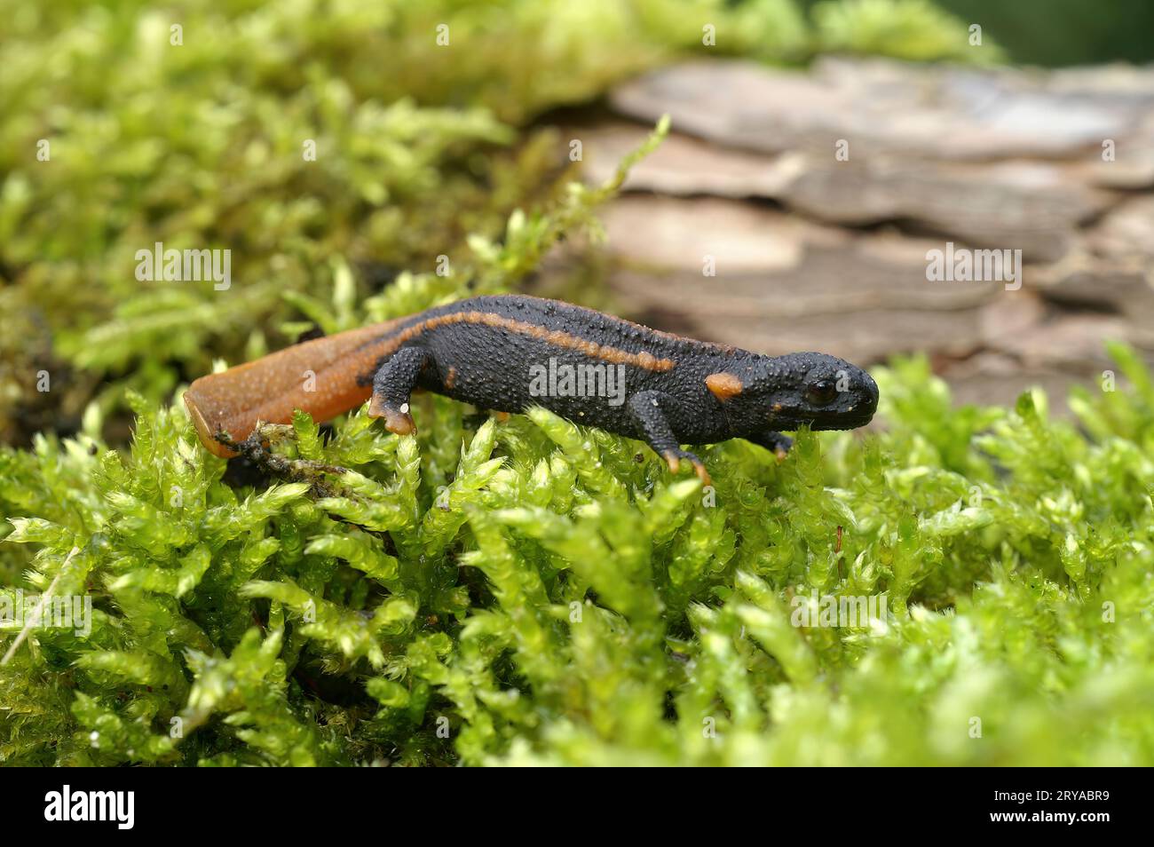 Detailed closeup on a juvenile of the endangered Chinese Red-tailed ...