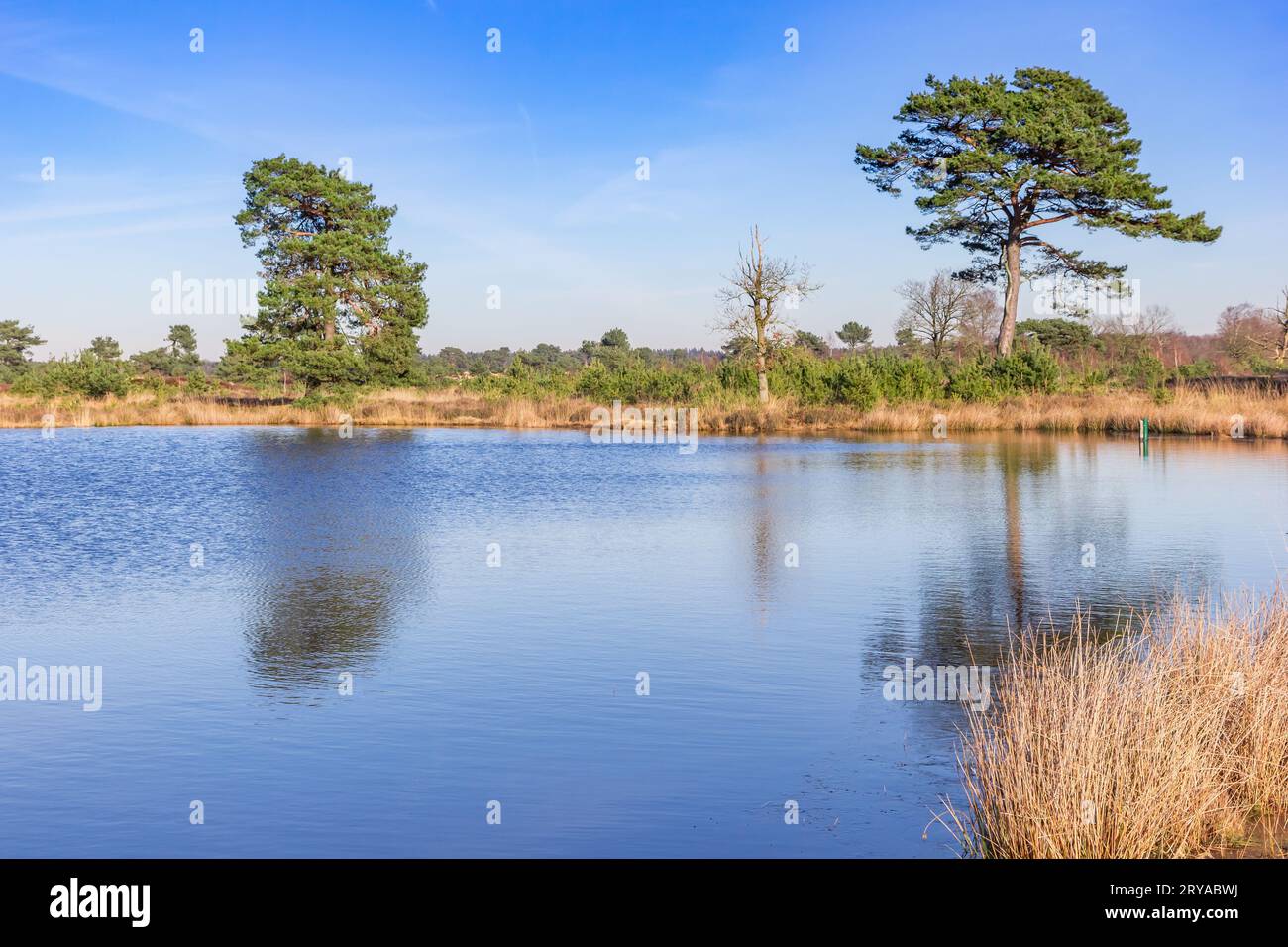 Trees at the lakeside of the Drents Friese Wold National Park ...