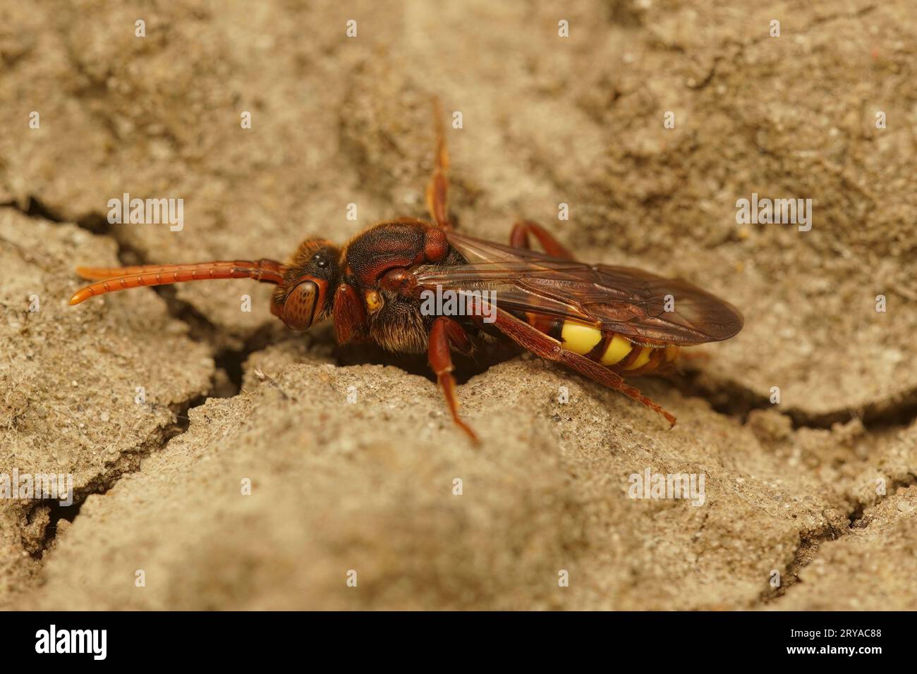 Detialed closeup on a female flavous nomad bee, Nomada flava sitting on ...
