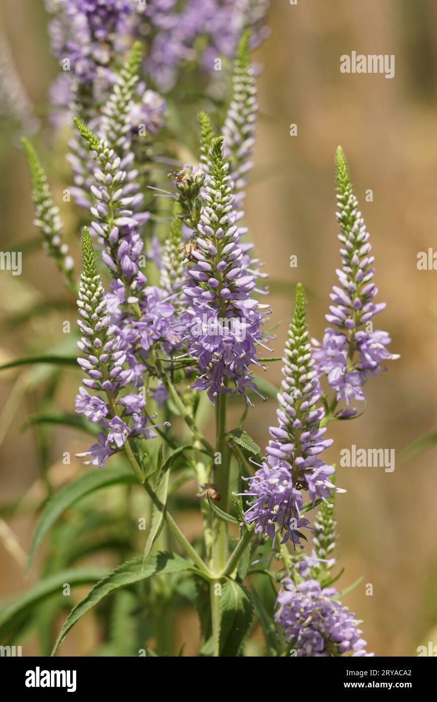 Vertical closeup on the brilliant blue flowers of Culver's root ...