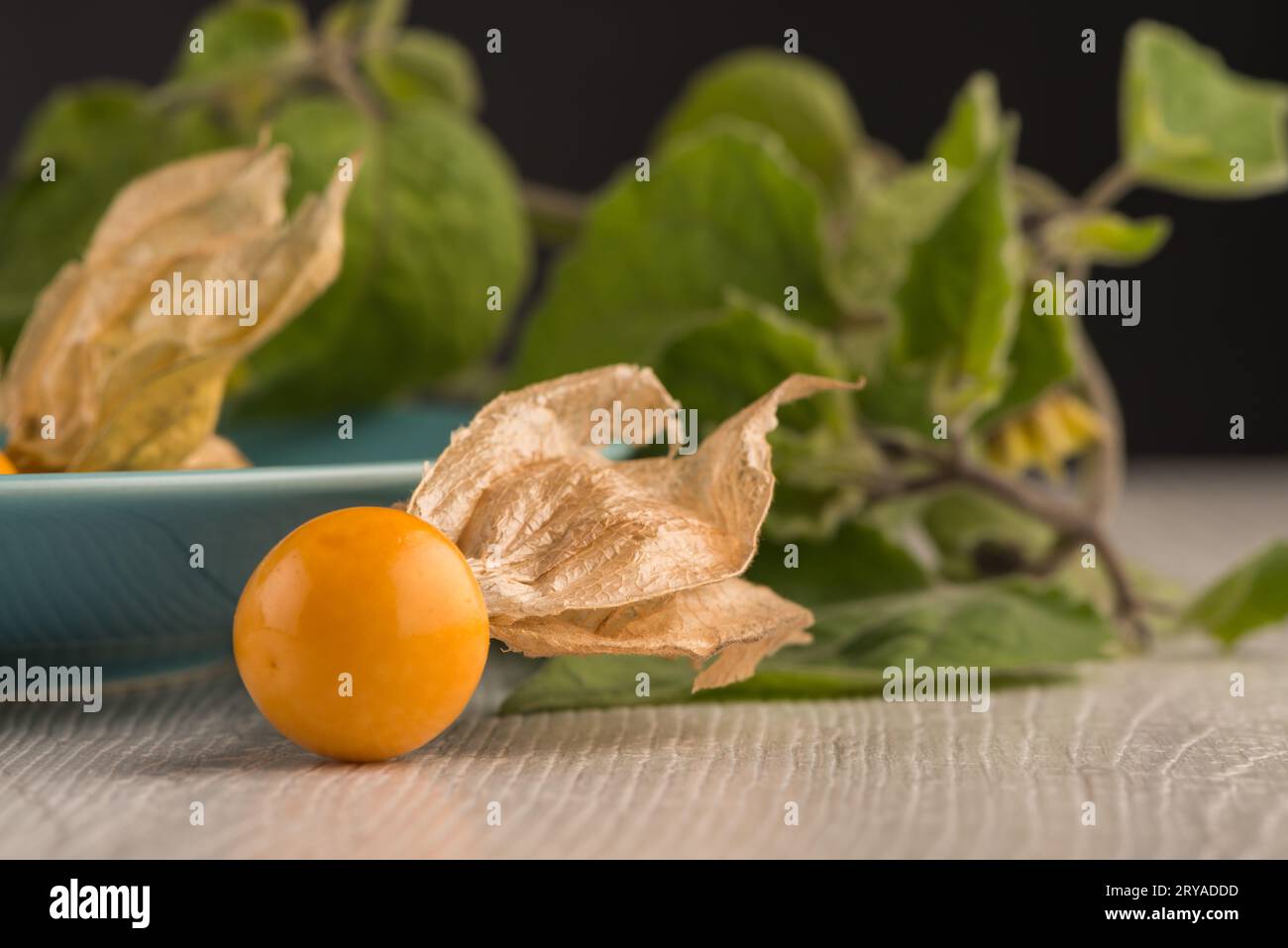 Physalis with leaves hi-res stock photography and images - Alamy