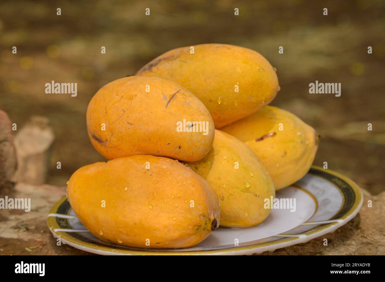 Ripen alphonso mango hi-res stock photography and images - Alamy