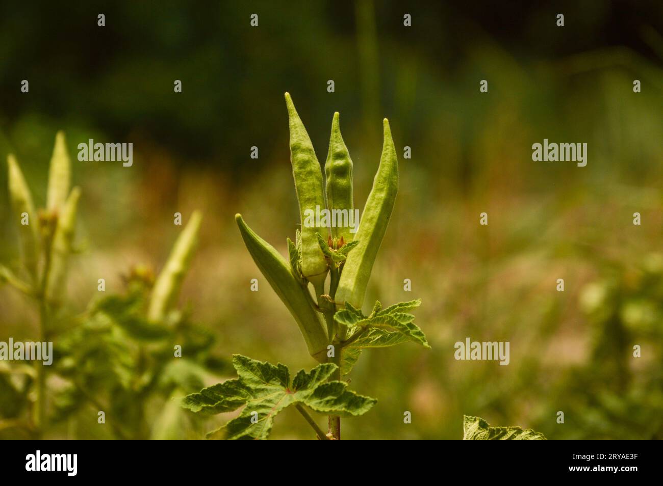 Close up of Lady finger flower. Okra flower. Lady finger flower with ...