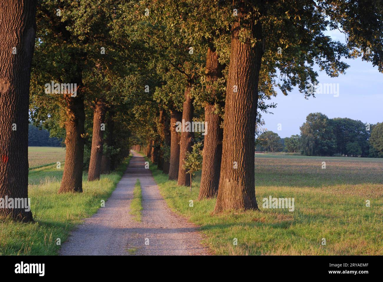 Allee bei sonnenuntergang hi-res stock photography and images - Alamy