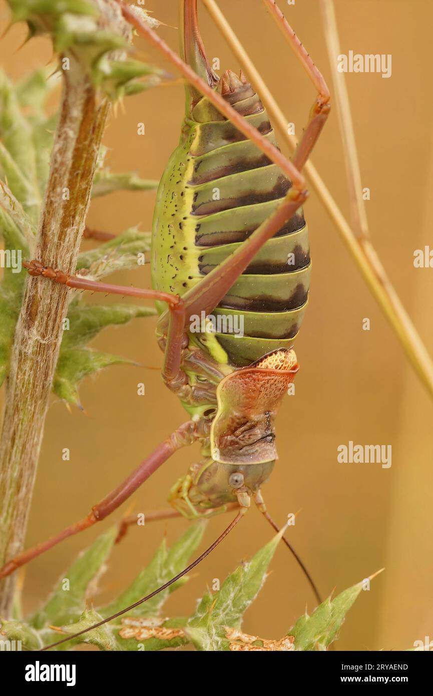 Natural closeup on the large gravid female Mediterranean Western Saddle ...