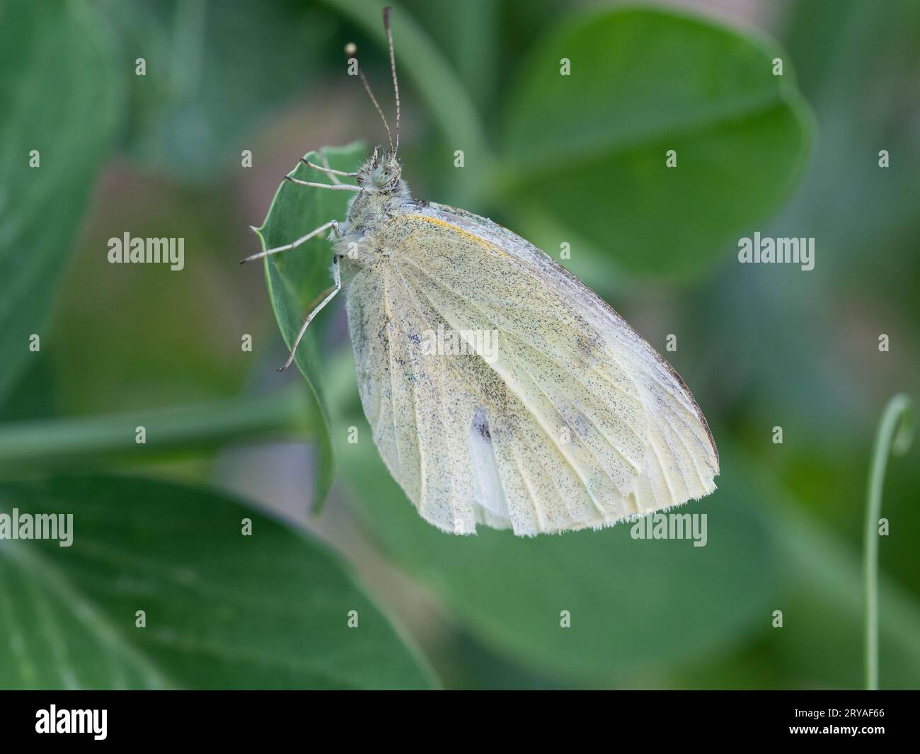 Cabbage white butterfly on green Pea Plant leaves in an Australian ...