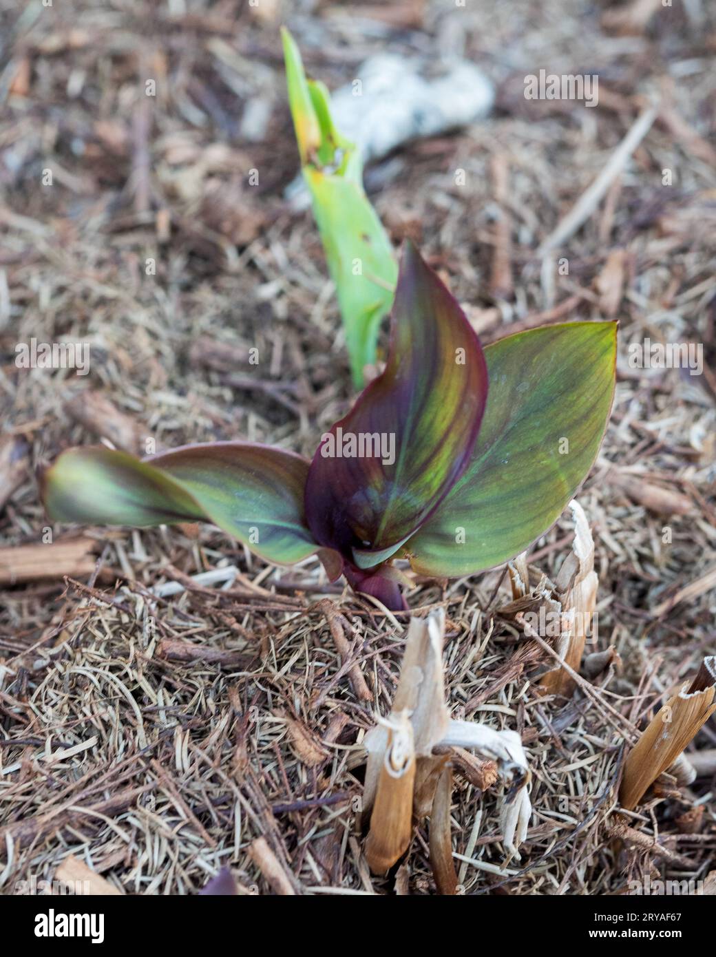 Green and dark purple red Canna Lily leaves shooting up from the mulch ...