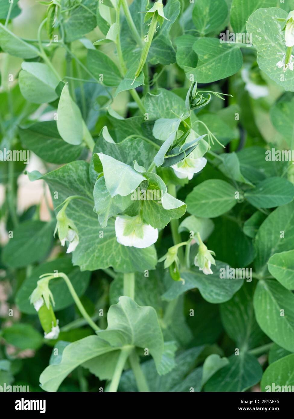 Pea plants with gree leaves, white flowers and curly tendrils growing ...