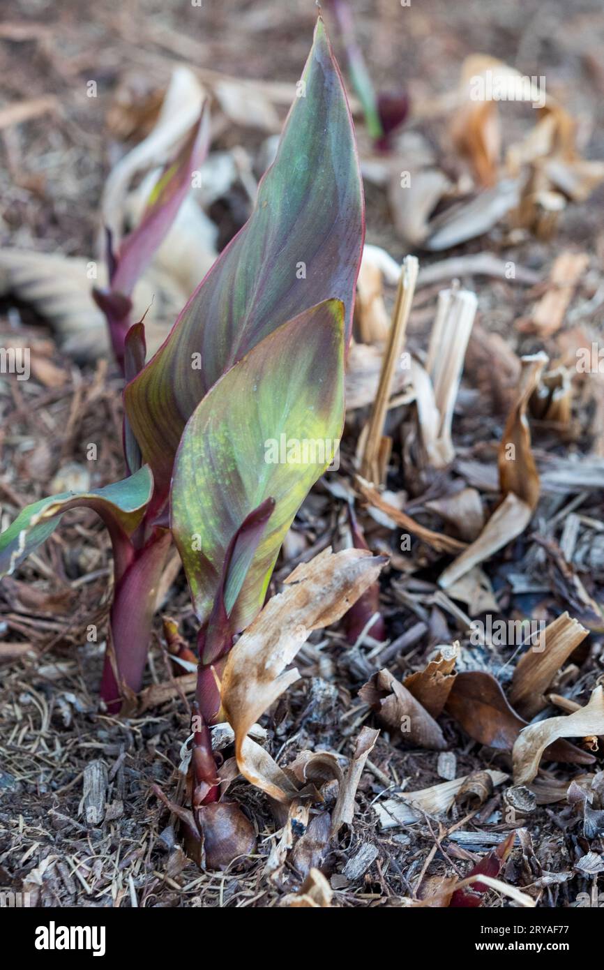 Green and dark purple red Canna Lily leaves shooting up from the mulch ...