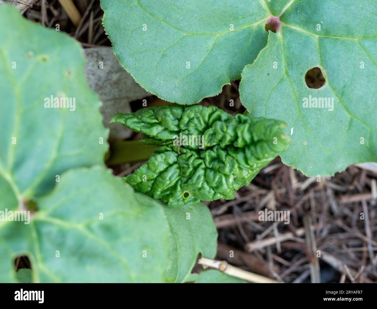 A crinkled scrunched up new leaf amongst the larger leaves on a Rhubarb ...
