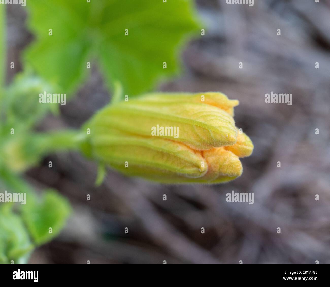 Budding yellow edible Squash Flower on the vine Stock Photo - Alamy
