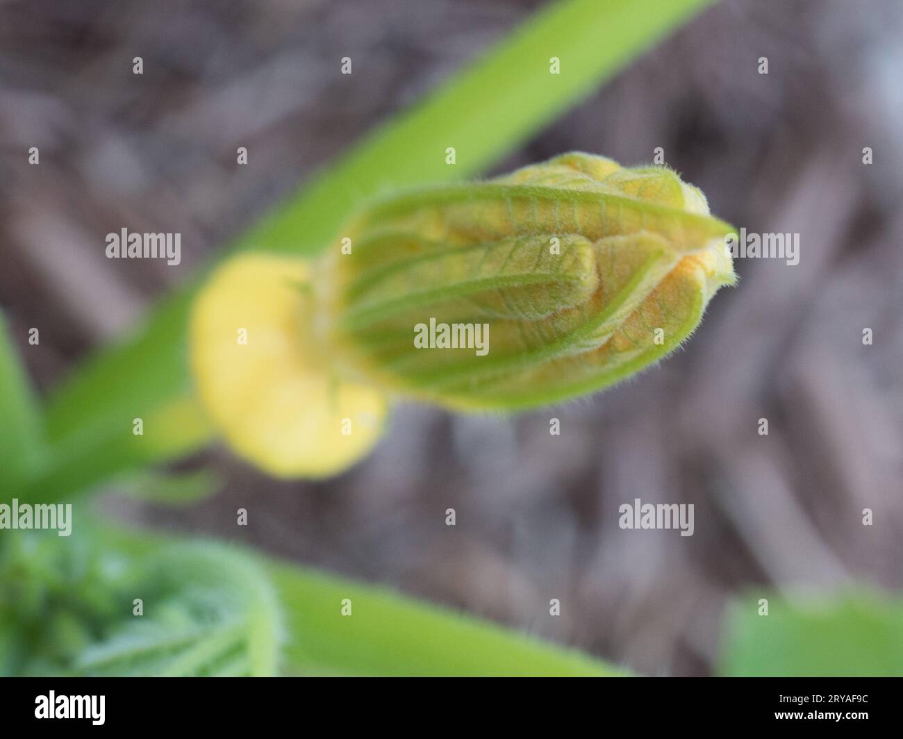 Budding yellow edible Squash Flower on the vine, this one will grow a ...