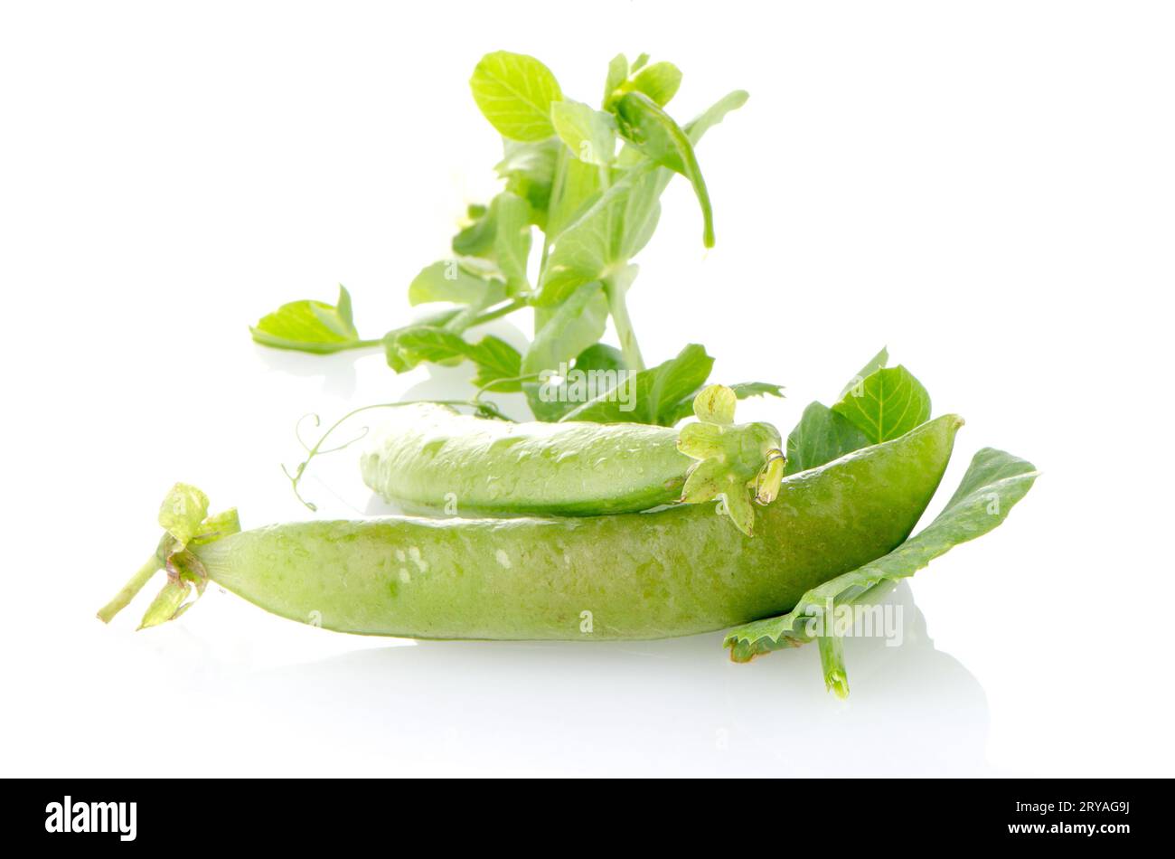 Pod structures hi-res stock photography and images - Alamy