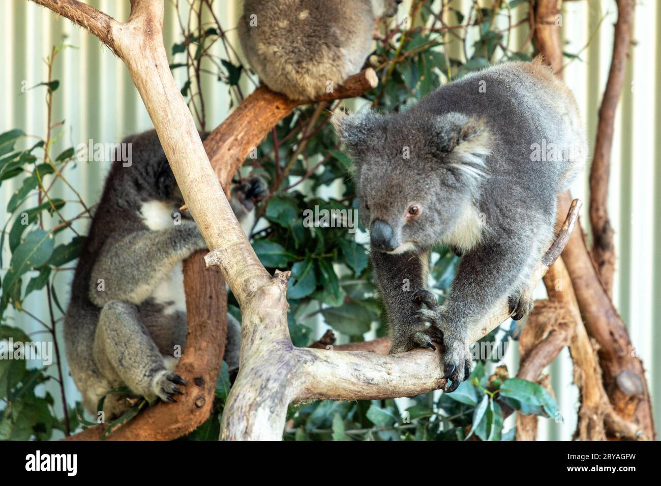 Australian indigenous mother and baby hi-res stock photography and ...