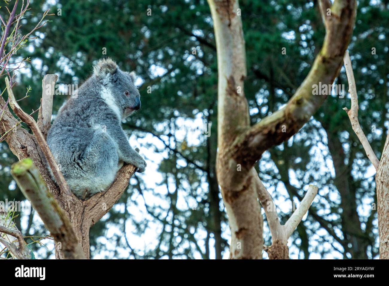 Australian indigenous mother and baby hi-res stock photography and ...