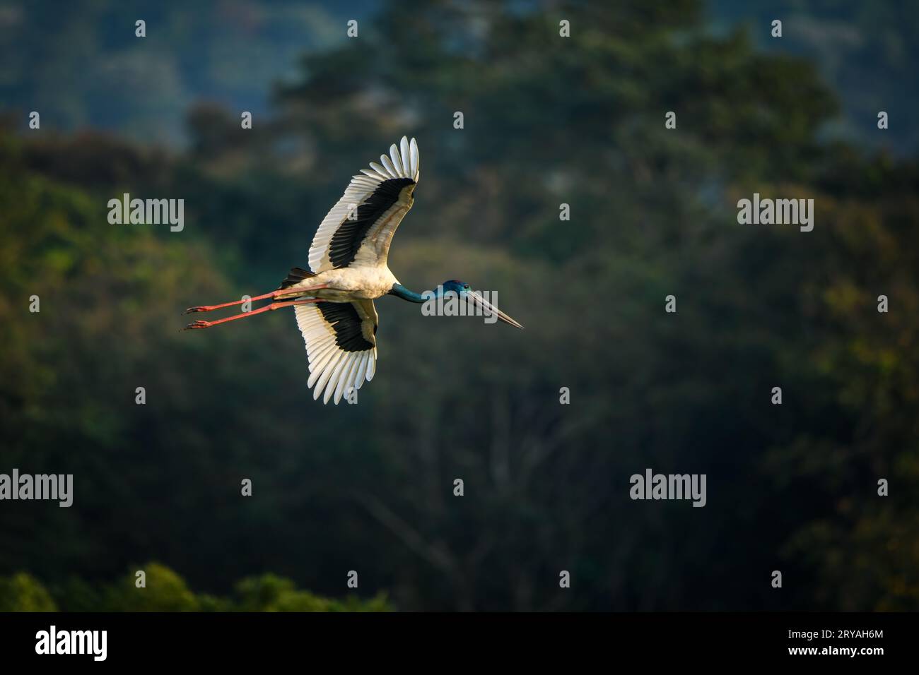 Birds of assam hi-res stock photography and images - Alamy